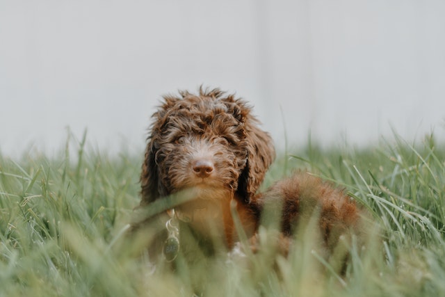 What type of leash is best for Labradoodle dogs? Nugget Nielsen has th